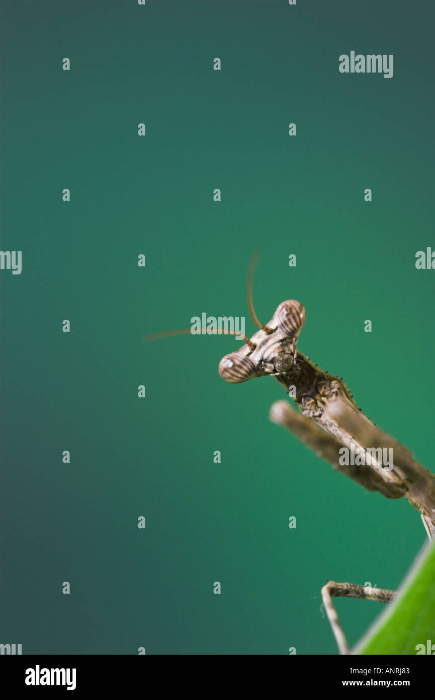 Tanzanian mantis hi-res stock photography and images - Alamy