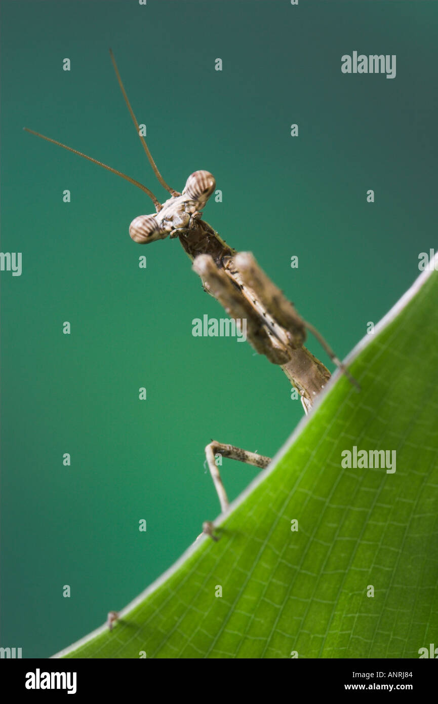 African bush mantis hi-res stock photography and images - Alamy