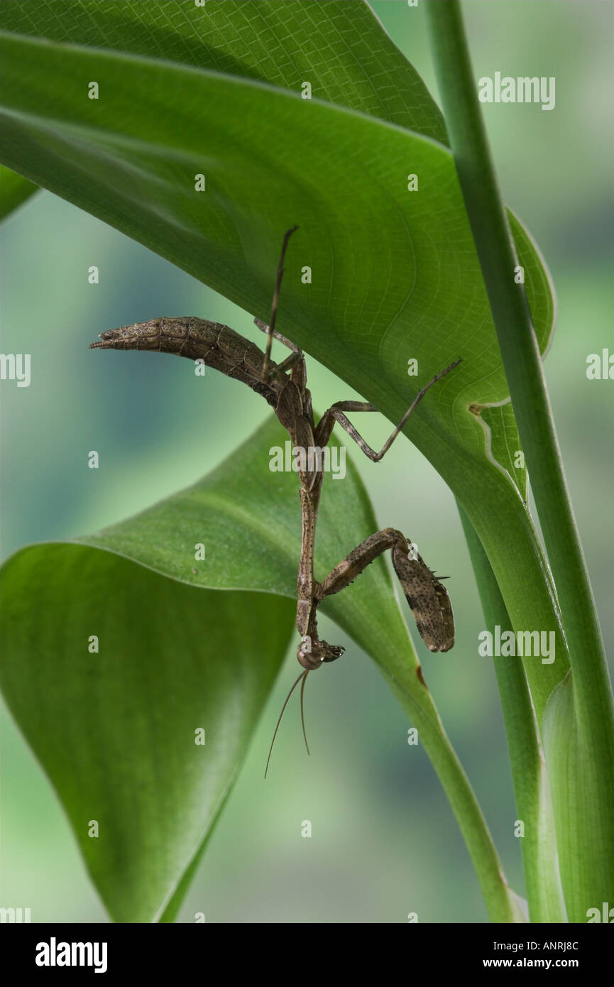 Tanzanian mantis hi-res stock photography and images - Alamy