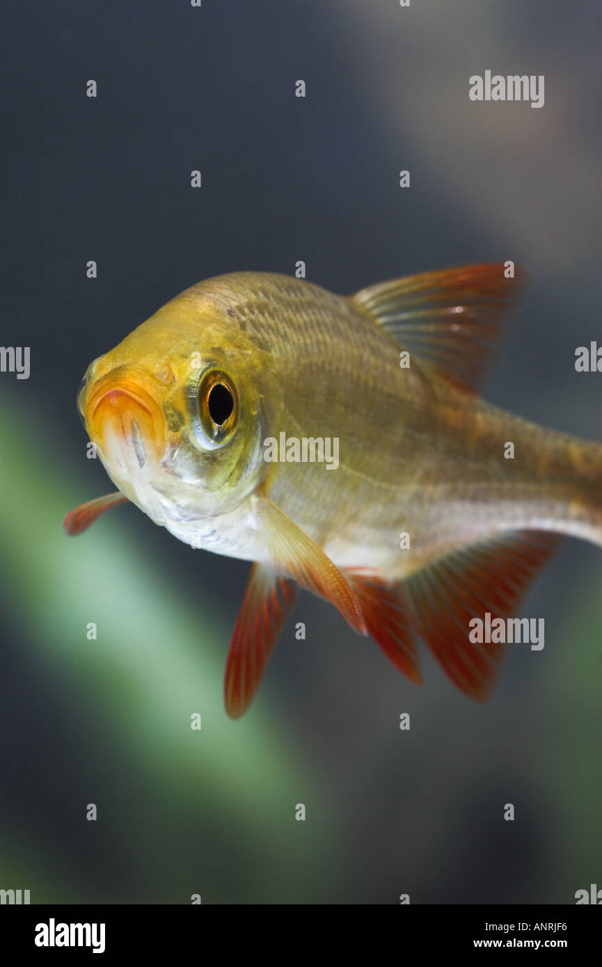Rudd fish uk hi-res stock photography and images - Alamy