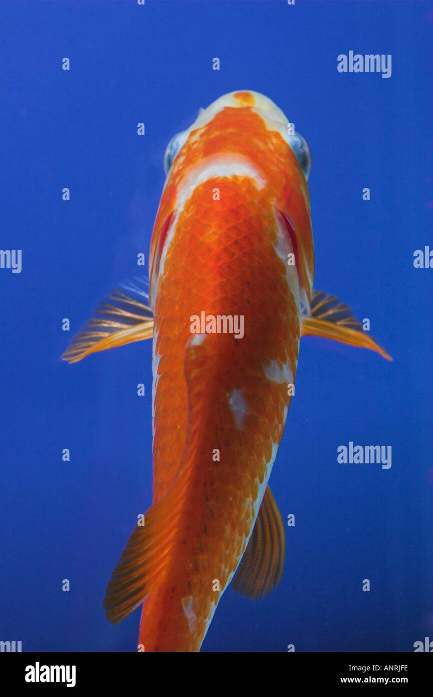 GOLDFISH above view underwater against blue background Stock Photo - Alamy