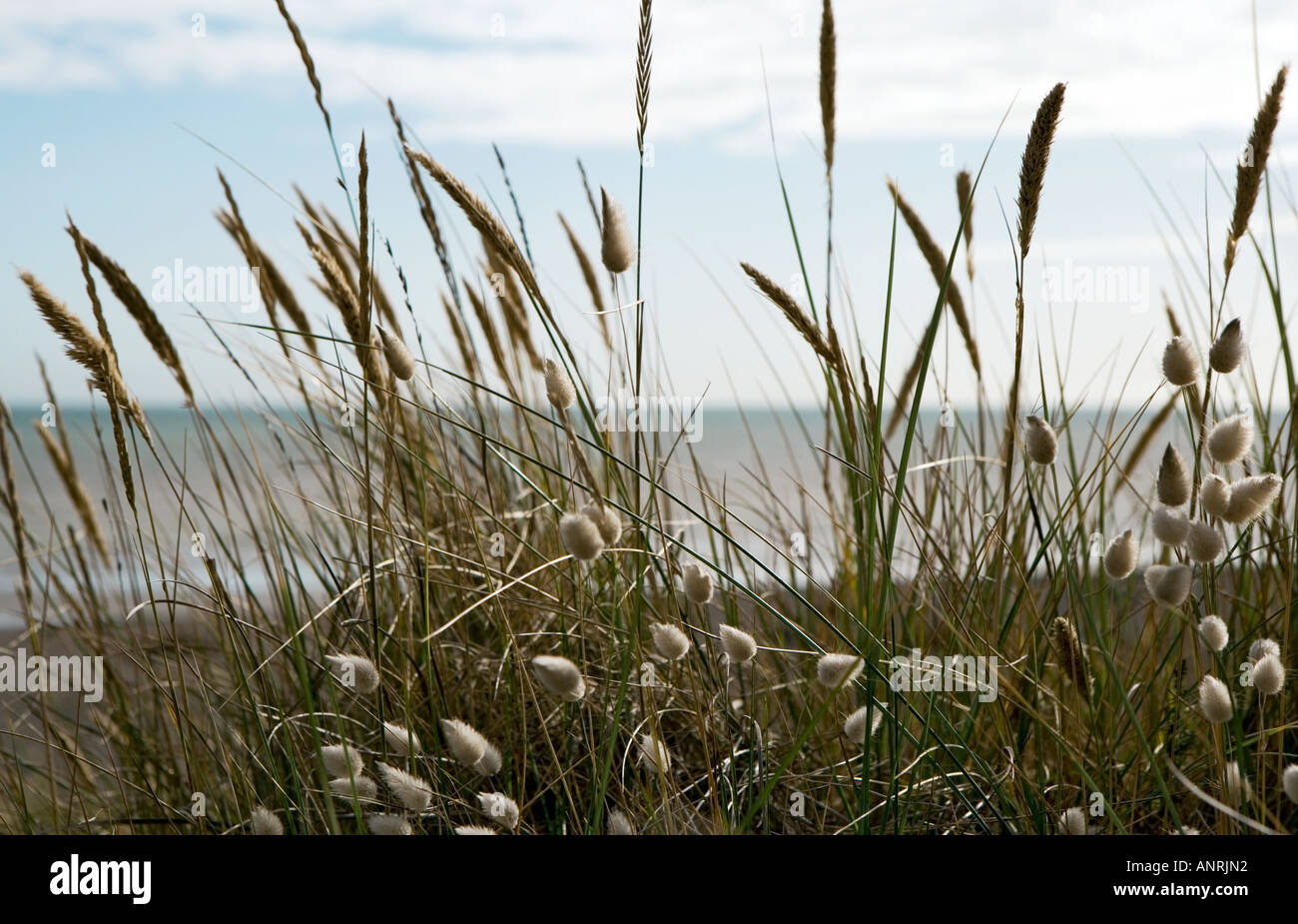 COMMON NAME: Sea grasses Stock Photo - Alamy