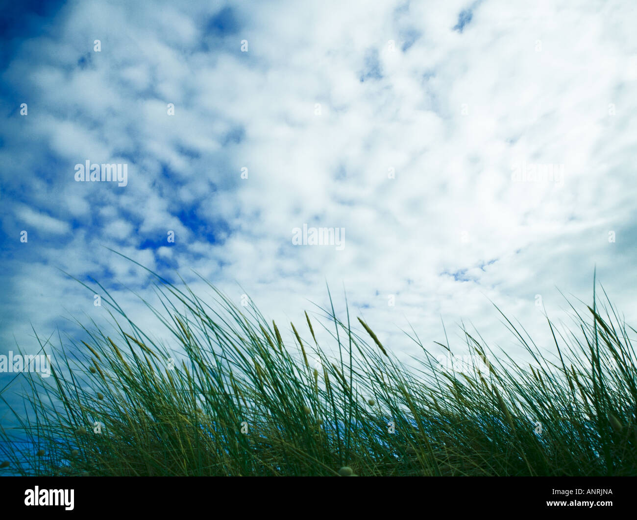 COMMON NAME Sand Dunes Stock Photo Alamy