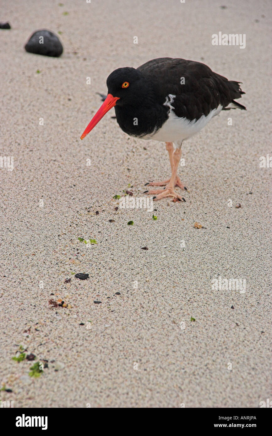 Small invertebrates hi-res stock photography and images - Alamy