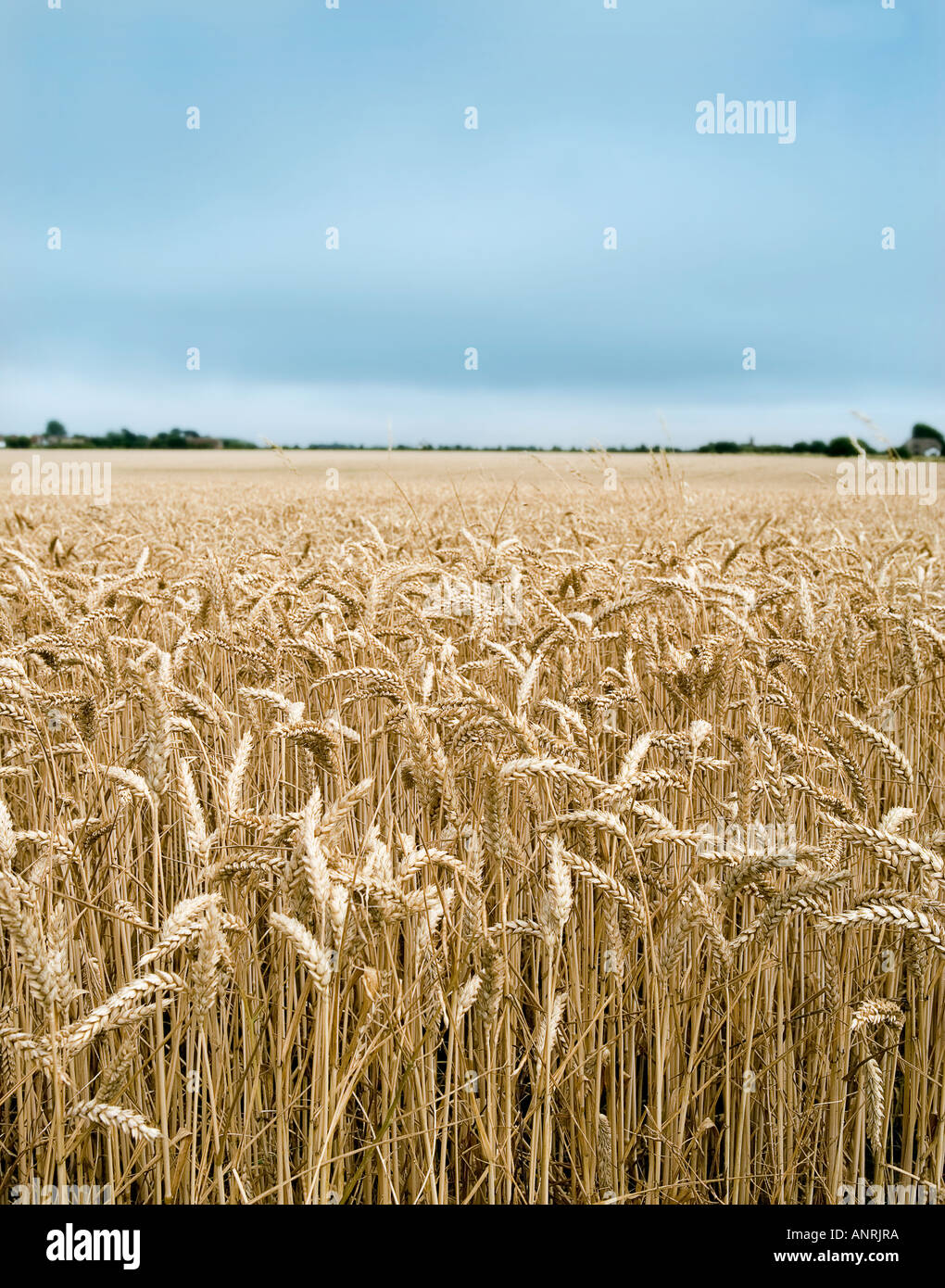 Common name: Wheat Latin name: Triticum Stock Photo - Alamy