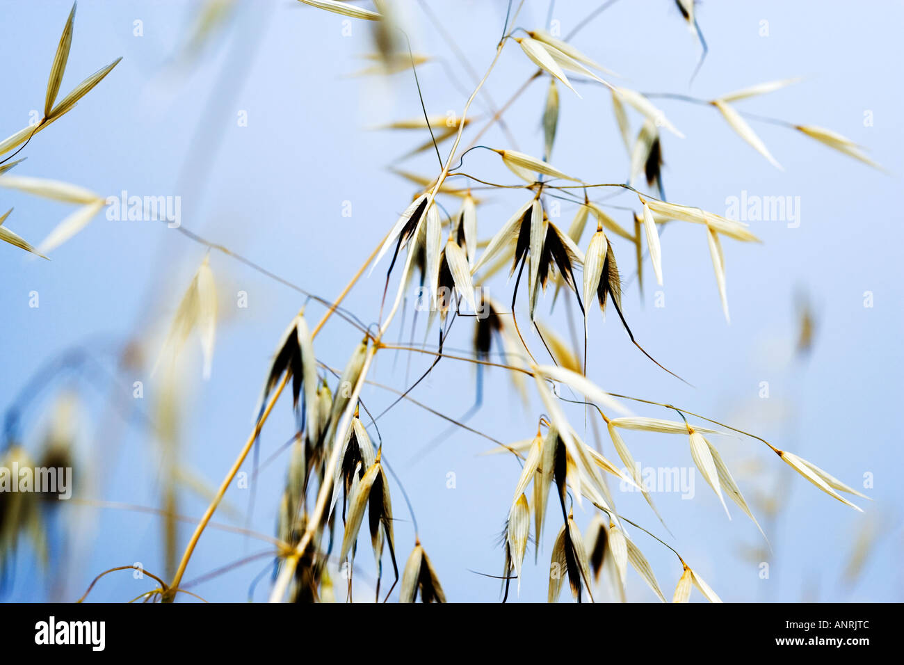 COMMON NAME: Wild oats Stock Photo - Alamy
