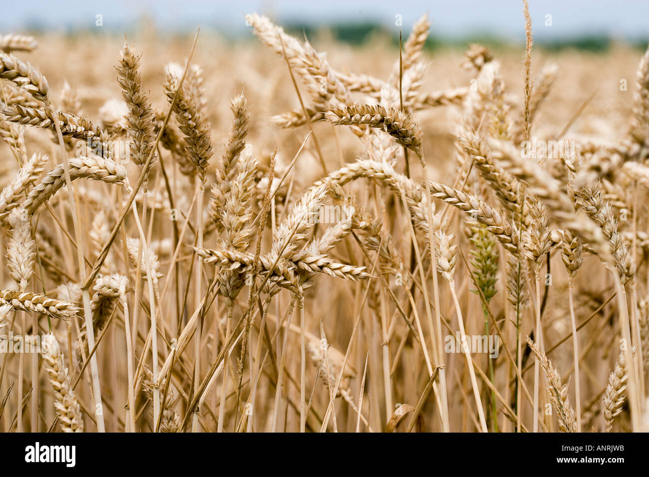 Golden common wheat ears triticum hi-res stock photography and images ...