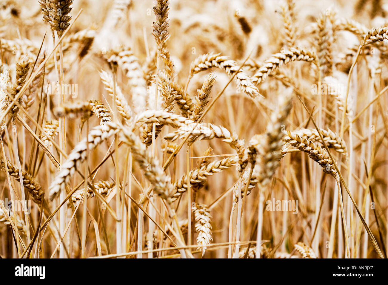 Common namel hi-res stock photography and images - Alamy