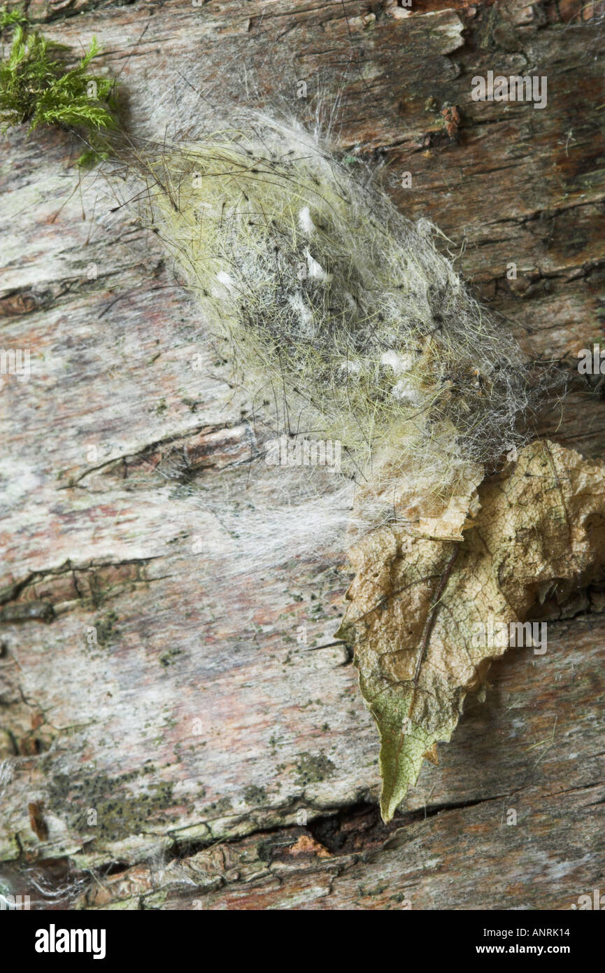 Uk moth lifecycle hi-res stock photography and images - Alamy
