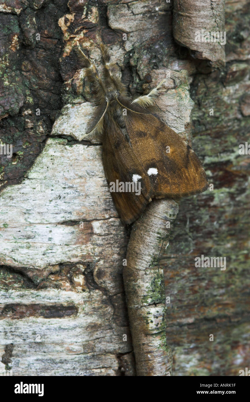 Male vapourer moth hi-res stock photography and images - Alamy