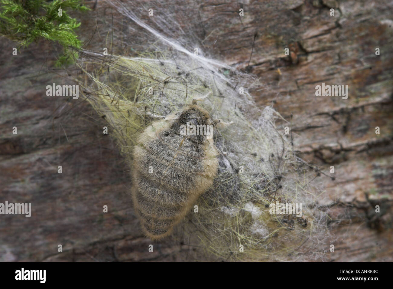 Wingless moth hi-res stock photography and images - Alamy