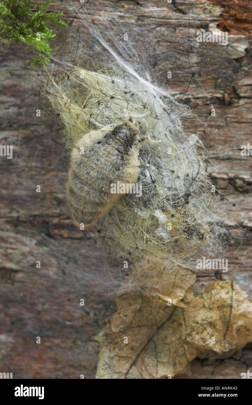 Wingless moth hi-res stock photography and images - Alamy