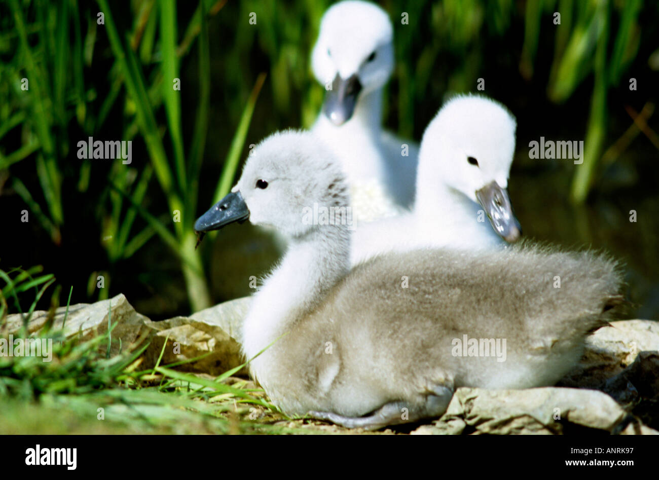 Baby dumping hi-res stock photography and images - Alamy