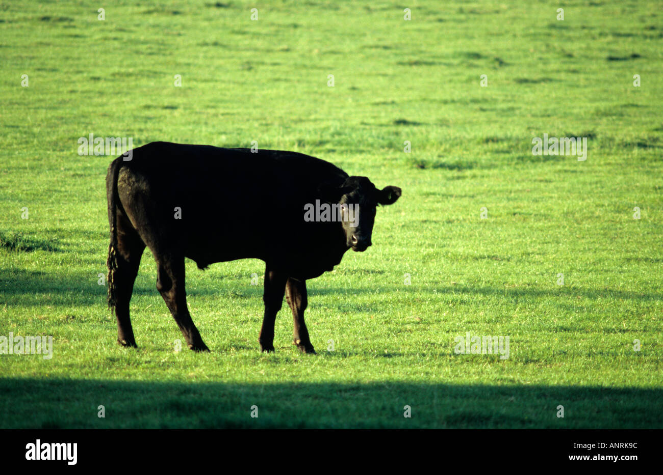 Black beef cow standing hi-res stock photography and images - Alamy