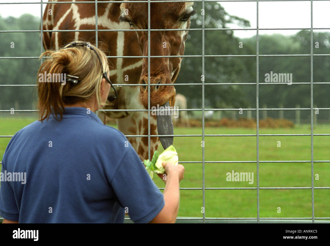 Adult giraffe being hand fed vegetables at wildlife park in England ...