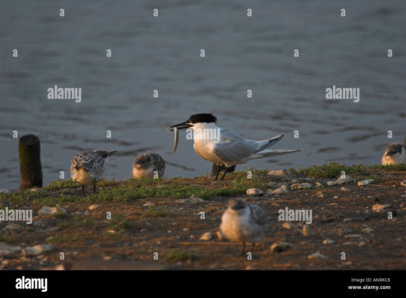 Sterna sandvicensis feeding young hi-res stock photography and images - Alamy
