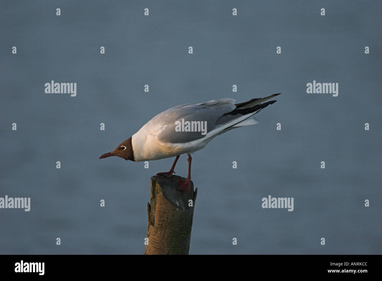 Aggressive seagull hi-res stock photography and images - Alamy