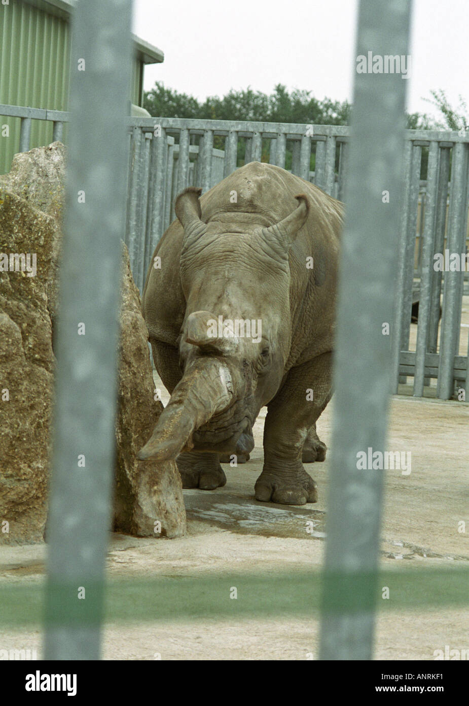large horned white male rhinoceros in wildlife park uk england 2005 ...
