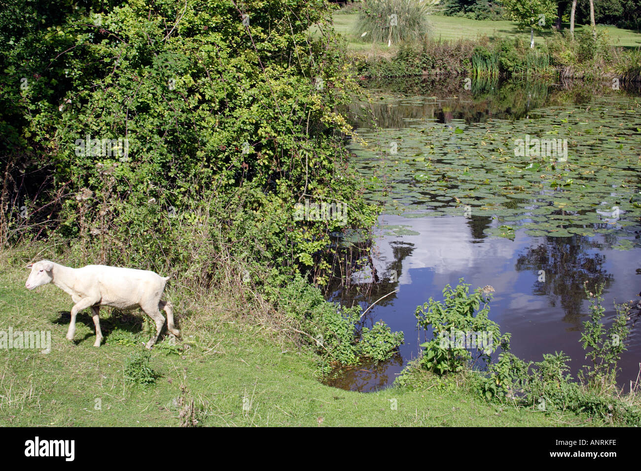 The medieval fish pond at Lavenham Suffolk UK with a sheep the animal ...