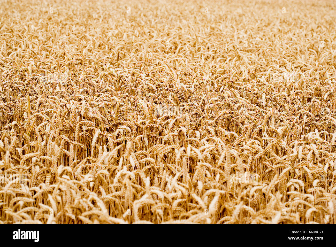 COMMON NAMEL: Wheat Latin Name: Triticum Stock Photo - Alamy