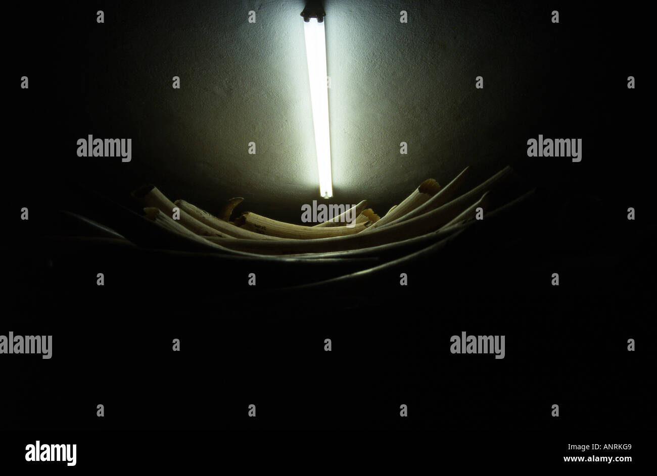 Kruger international park hi-res stock photography and images - Alamy