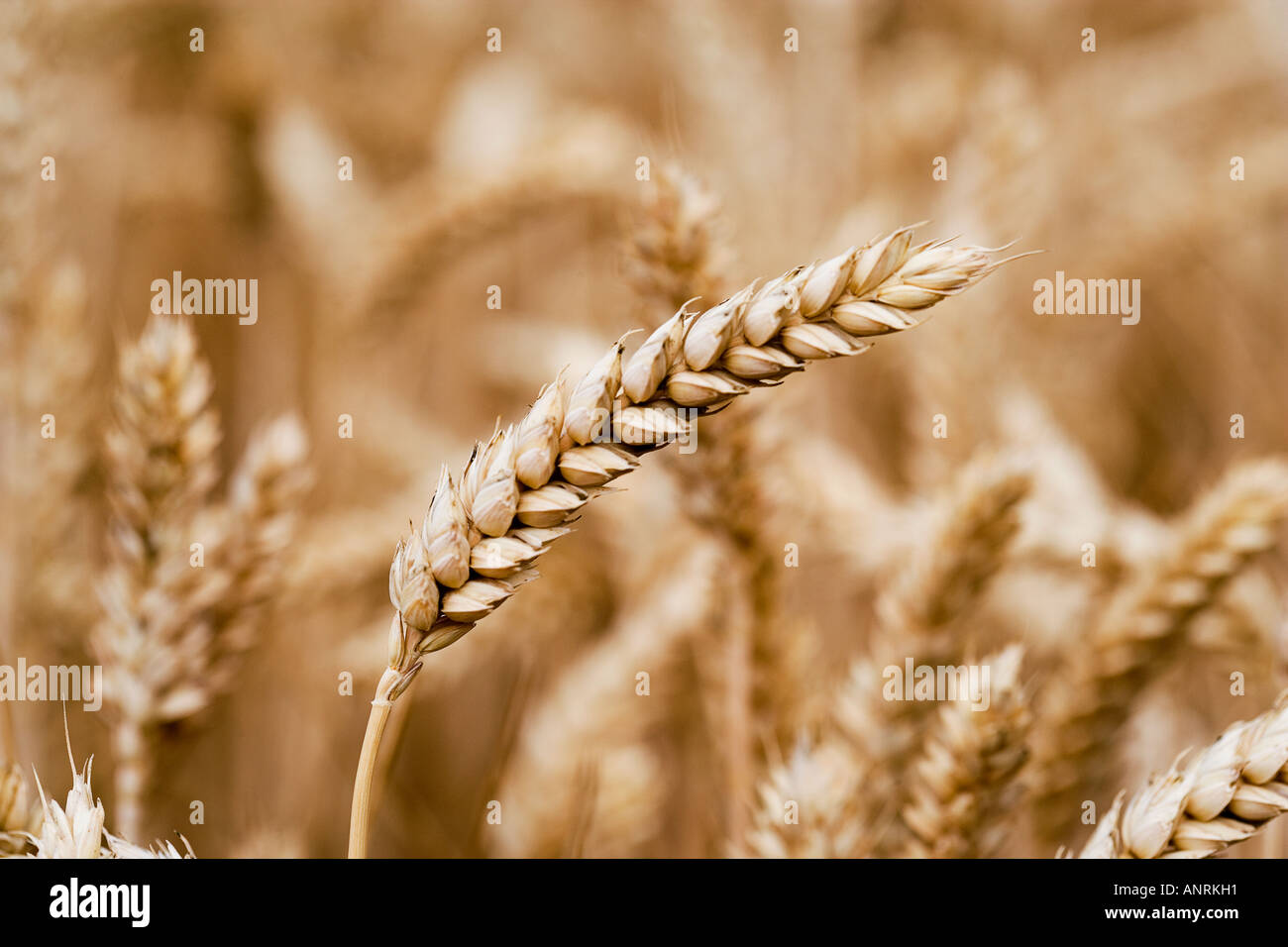 COMMON NAMEL: Wheat Latin Name: Triticum Stock Photo - Alamy