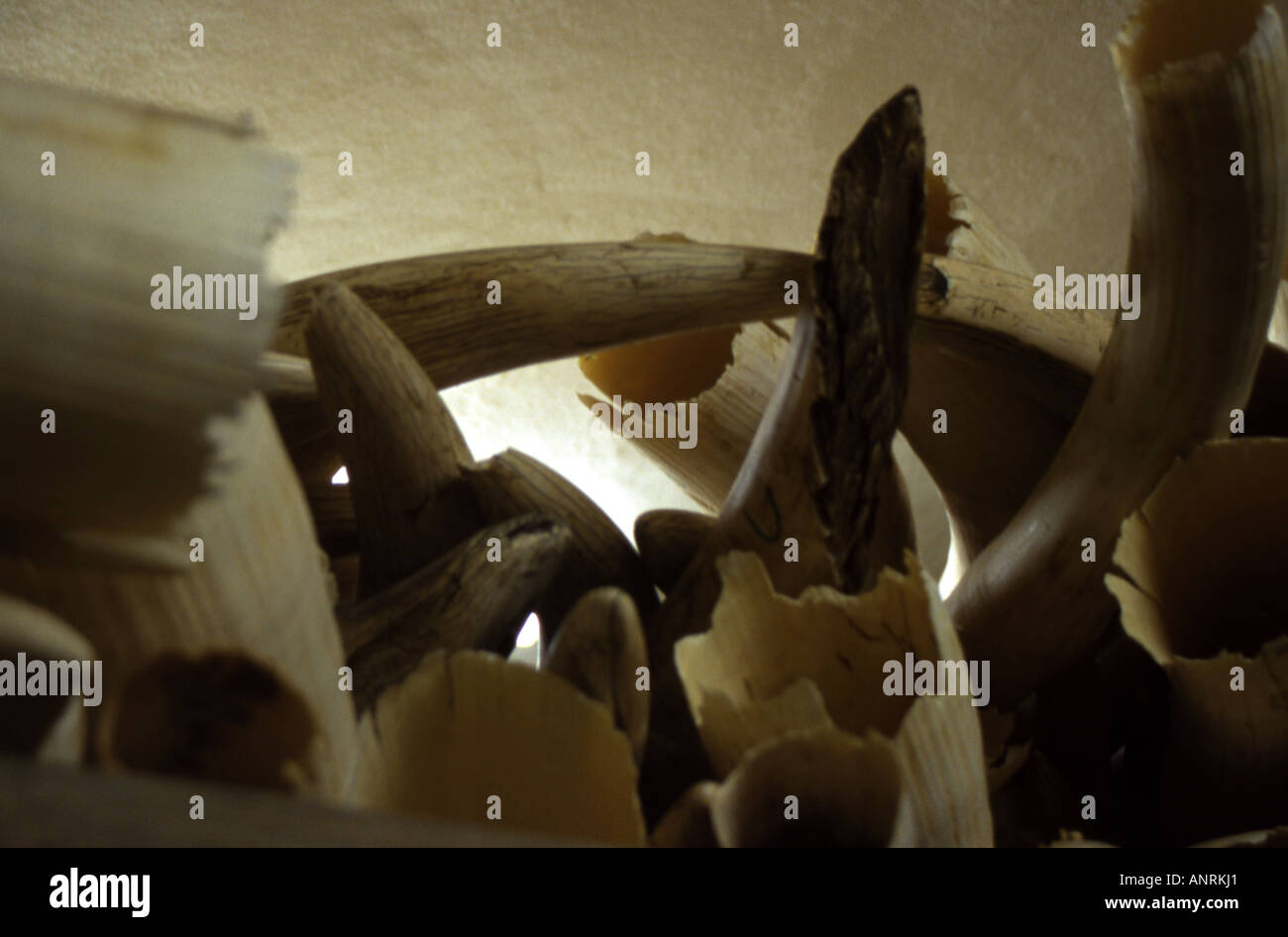 The kruger ivory stockpile Stock Photo - Alamy