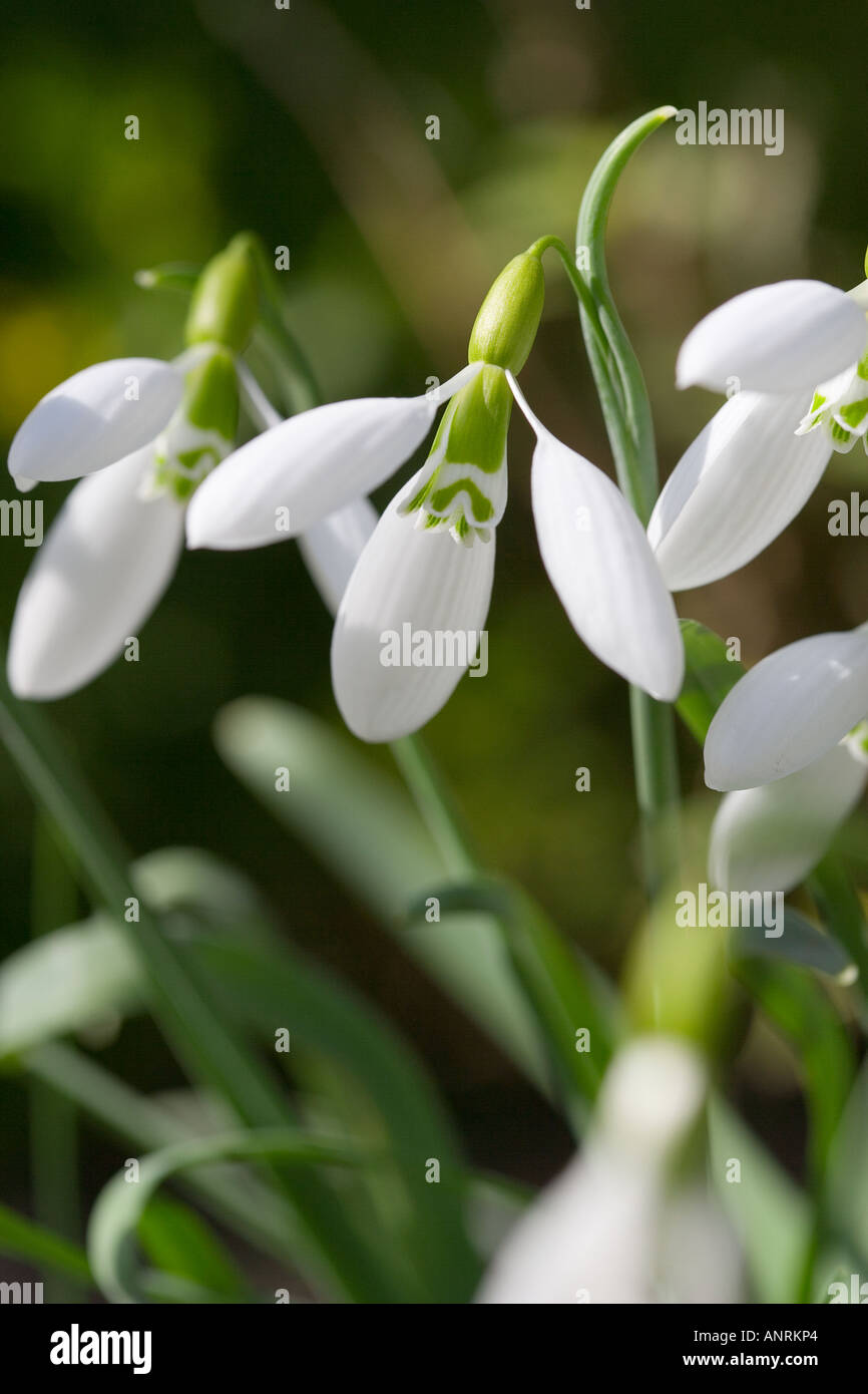 COMMON NAME: Snowdrop LATIN NAME: Galanthus Stock Photo - Alamy