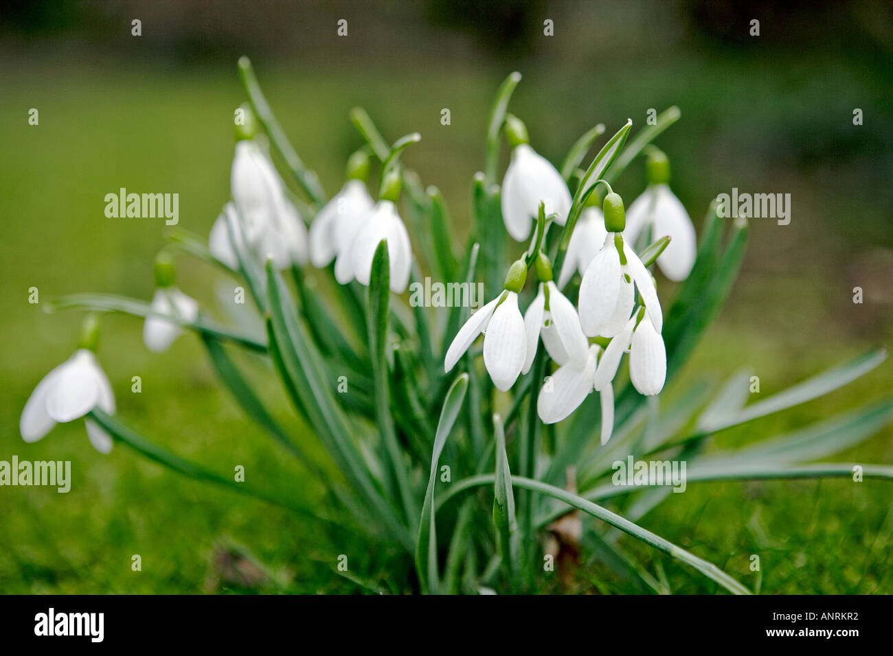 COMMON NAME: Snowdrop LATIN NAME: Galanthus Stock Photo - Alamy