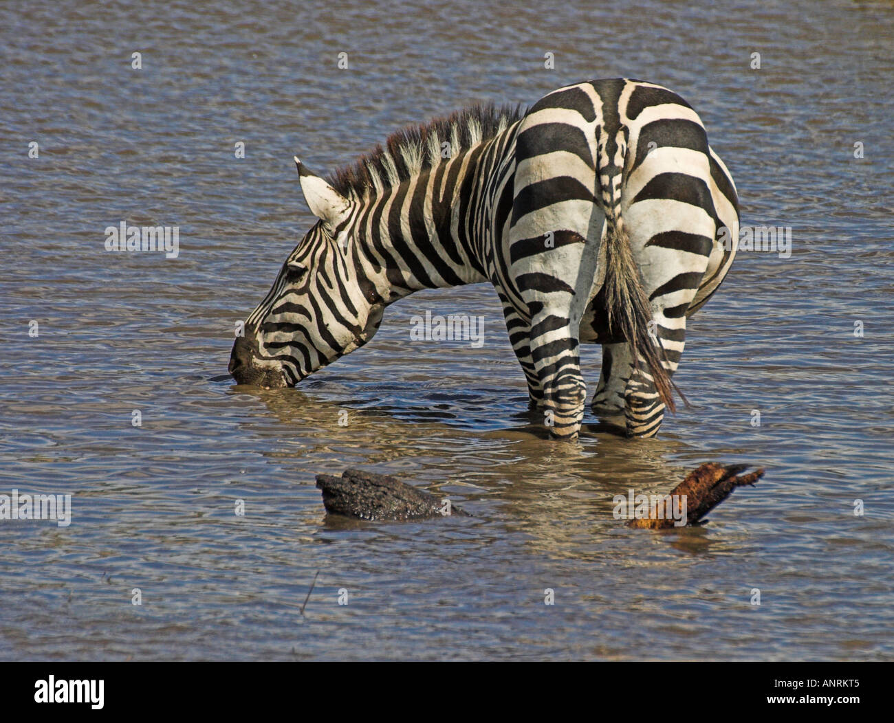 Zebra bum hi-res stock photography and images - Alamy