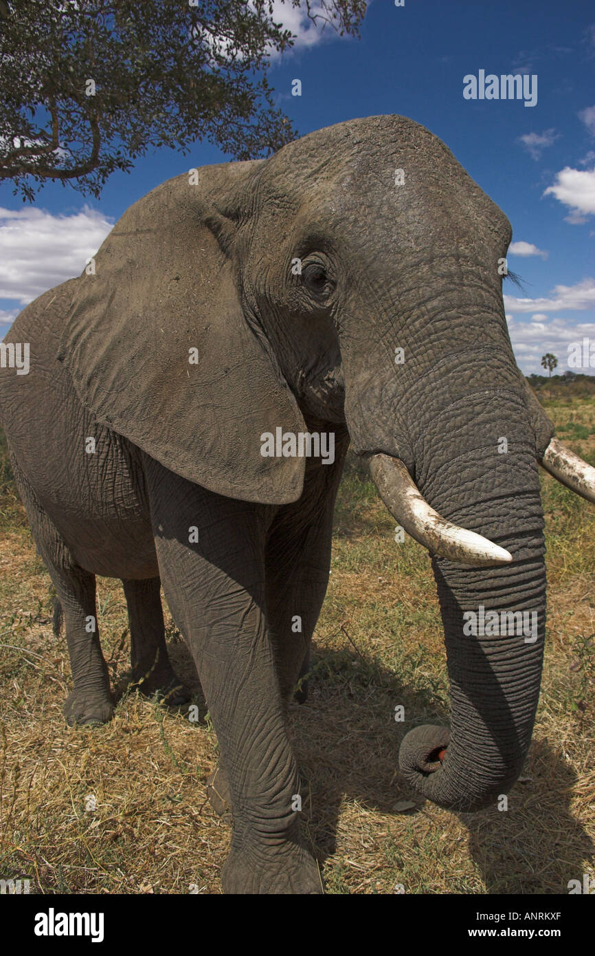 An elephant hoping for doum palm nuts from our driver Stock Photo - Alamy