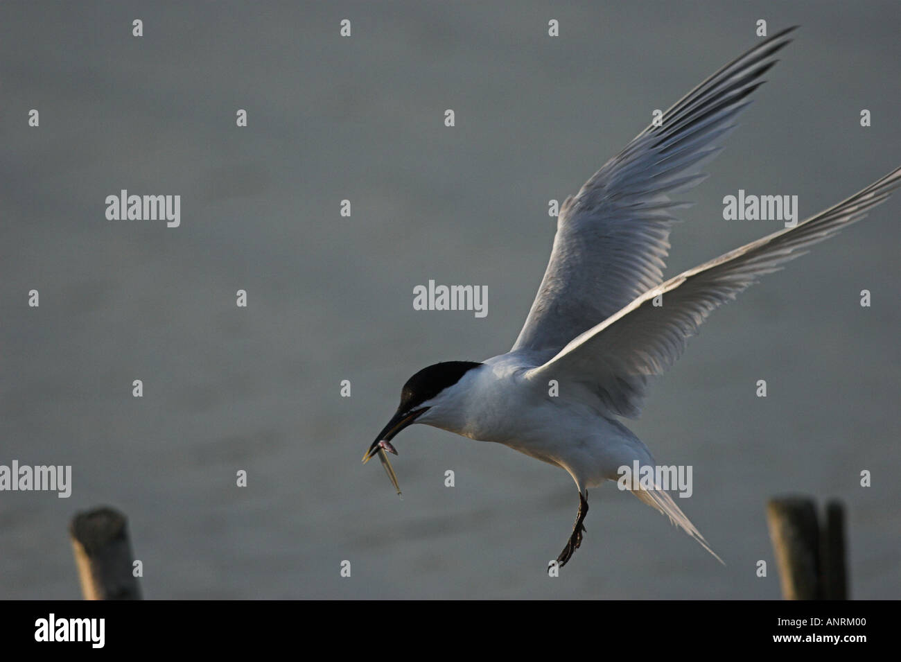 SANDWICH TERN in flight Sterna sandvicensis Brownsea Island Dorset UK ...