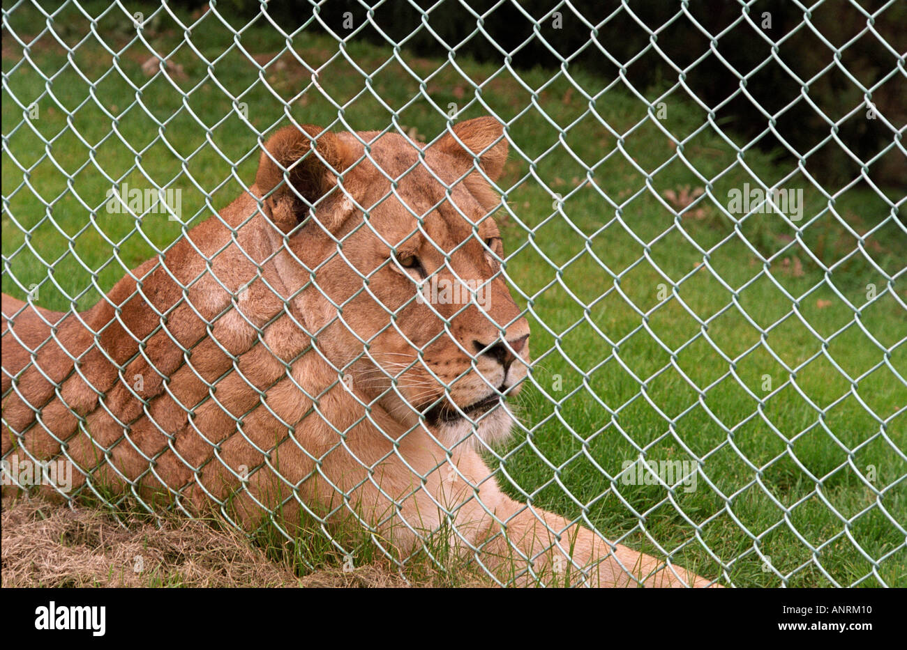 Male lion resting on his wire fence 2005 wildlife park Stock Photo - Alamy