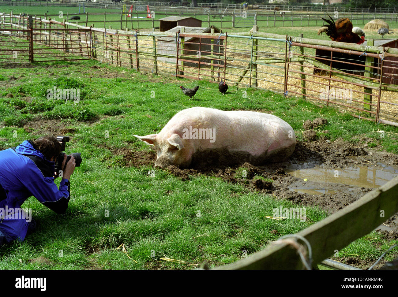 Huge pig farm hi-res stock photography and images - Alamy