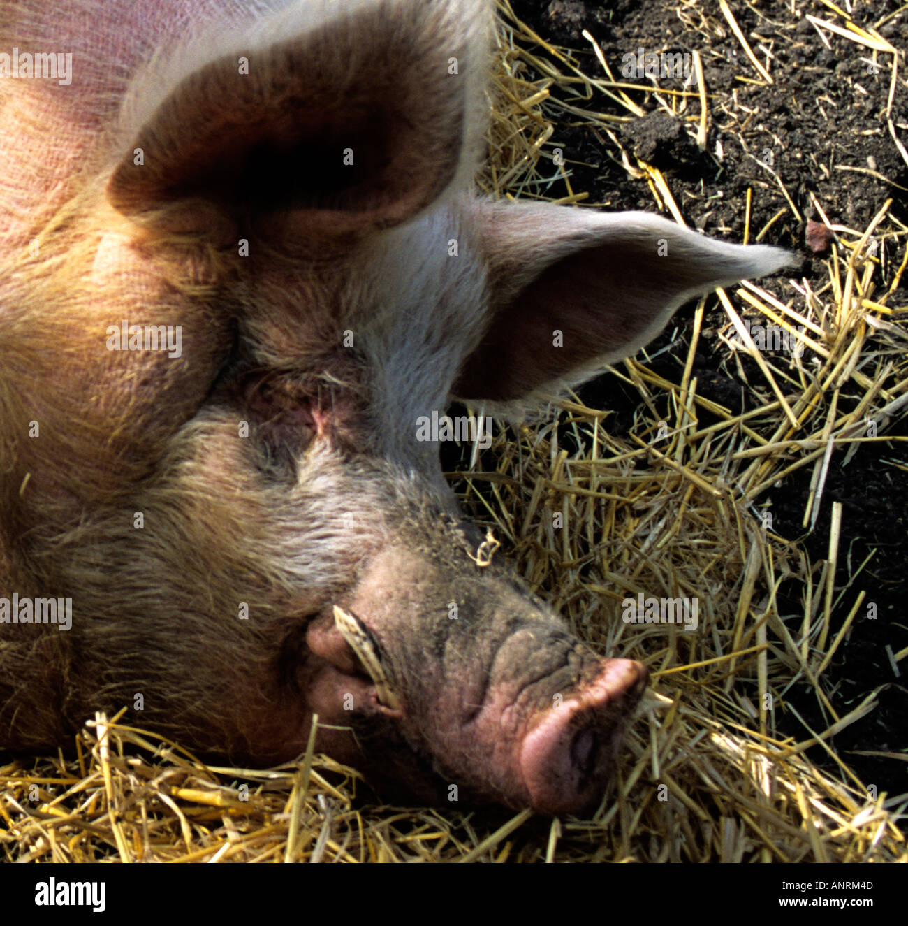Large boar pig laying on straw; Sus scrofa domesticus Stock Photo - Alamy