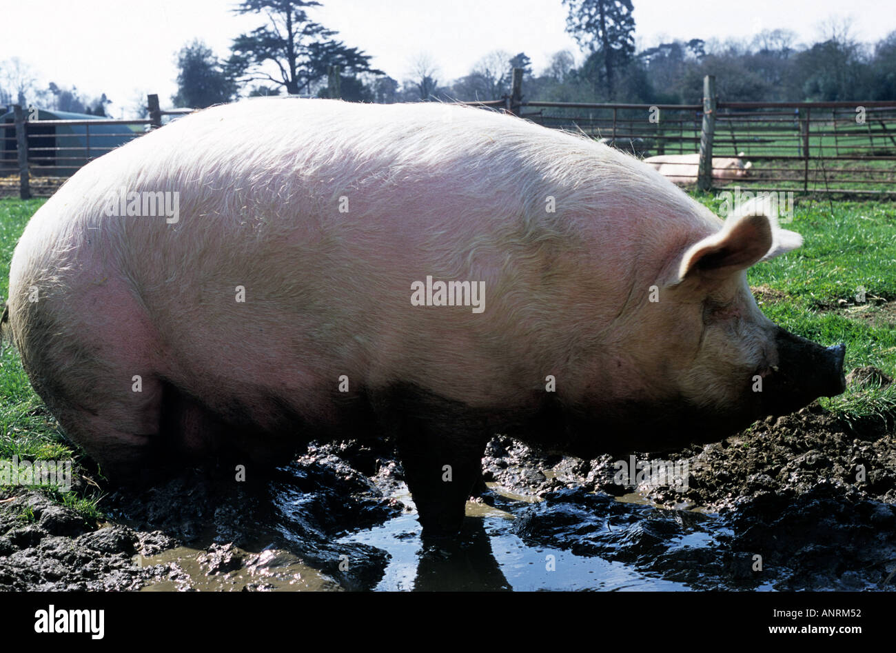 Very large male pig, standing in a muddy puddle; Sus scrofa scrofa ...