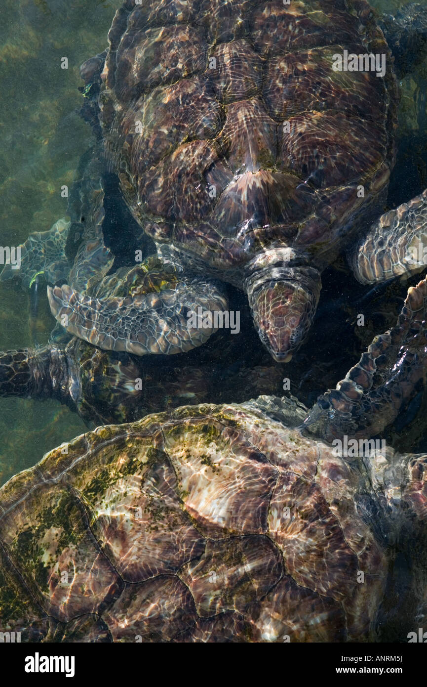 CAYMAN ISLANDS, GRAND CAYMAN, North Grand Cayman: Sea Turtles at the ...