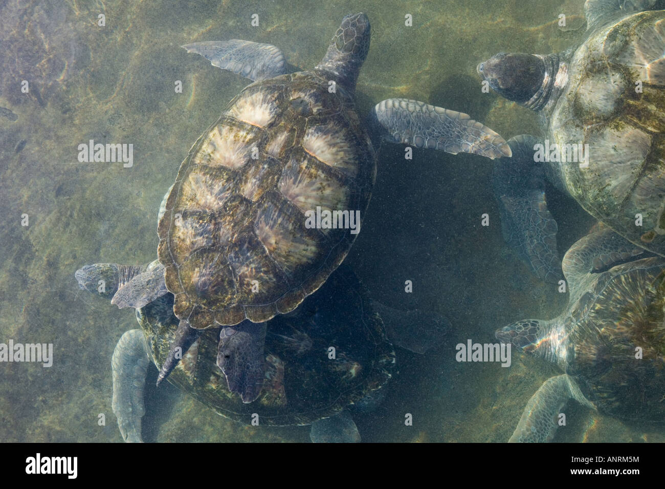 CAYMAN ISLANDS, GRAND CAYMAN, North Grand Cayman: Sea Turtles at the ...