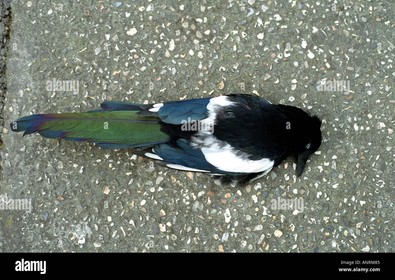Road killed Magpie in England August 2005 Stock Photo - Alamy