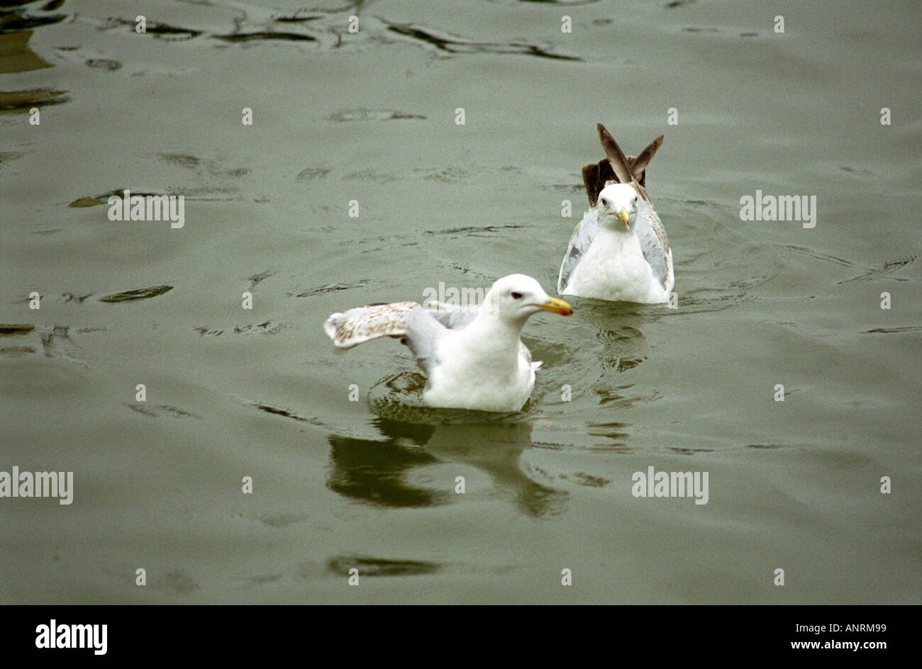 Two common gulls hi-res stock photography and images - Alamy