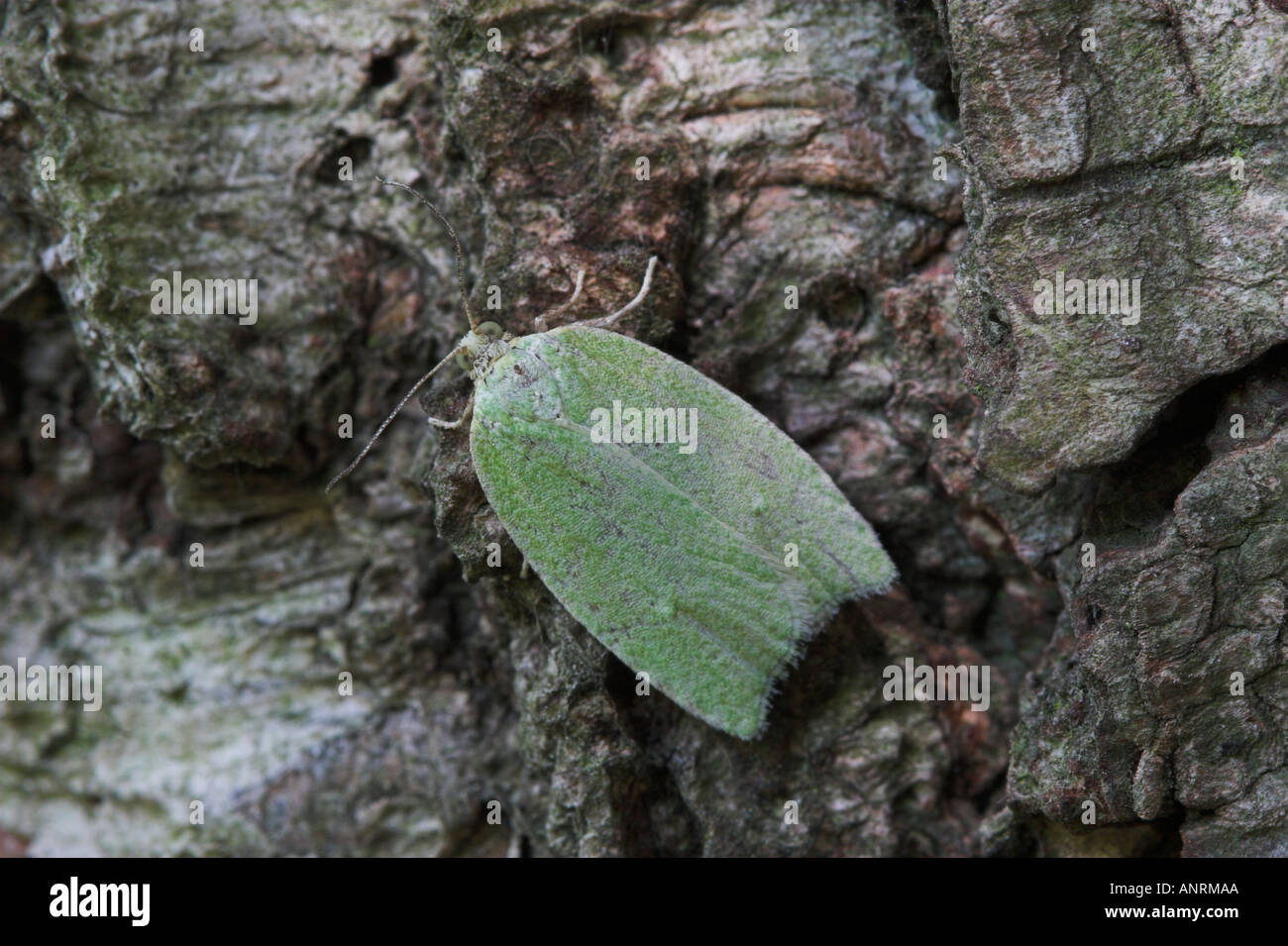 Oak roller hi-res stock photography and images - Alamy