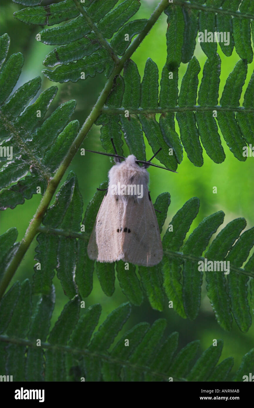 Spilosoma lutea hi-res stock photography and images - Alamy