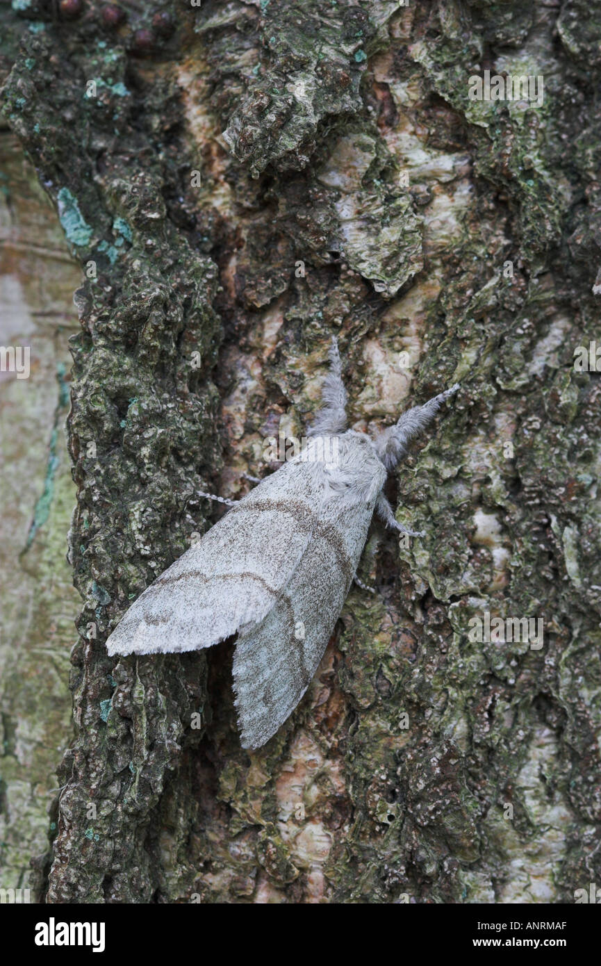Pale tussock moth dorset hi-res stock photography and images - Alamy