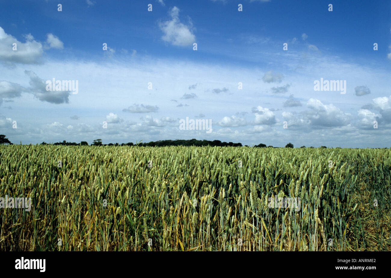 English countryside portrait summer hi-res stock photography and images ...