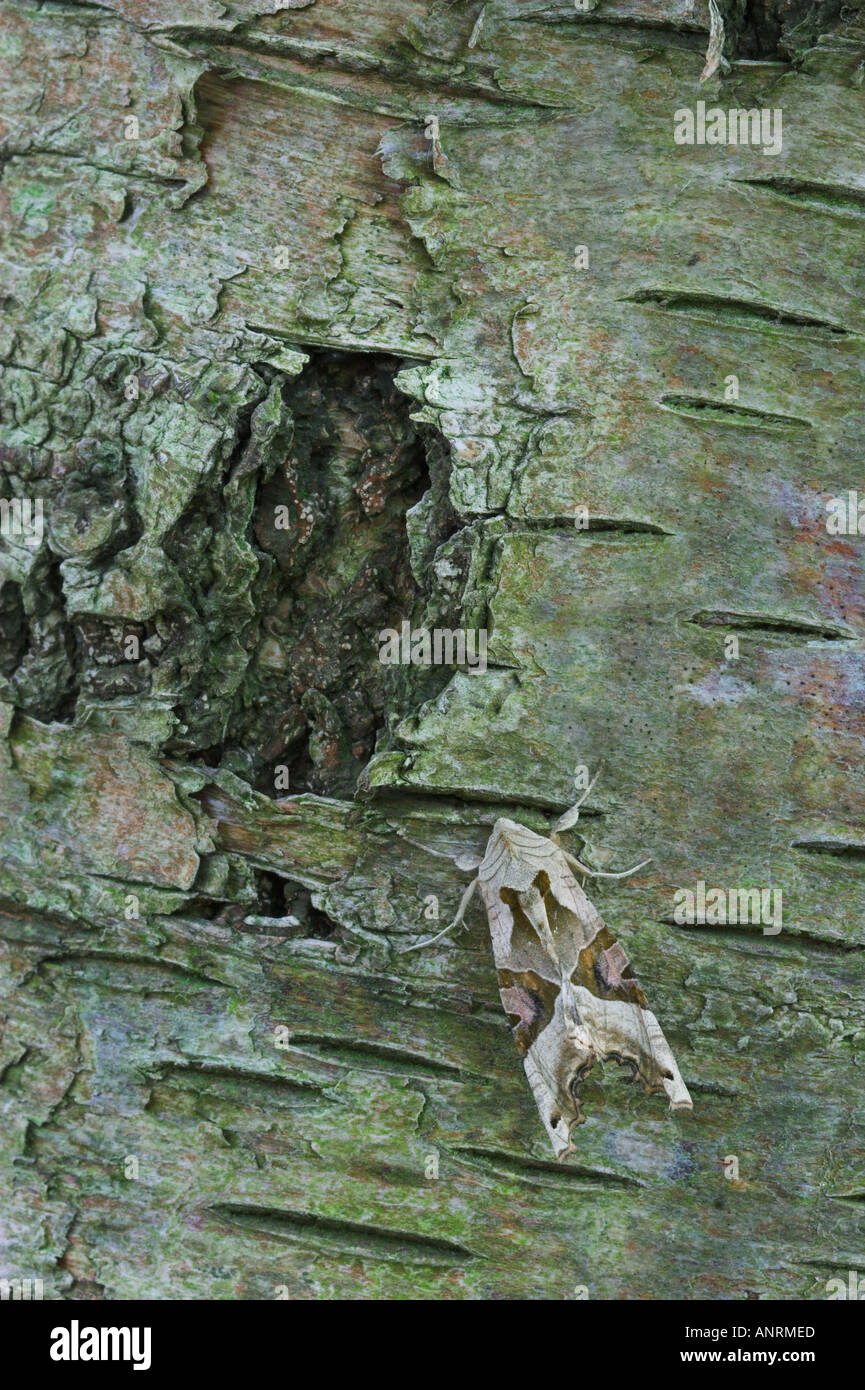 Angle shades moth hi-res stock photography and images - Alamy