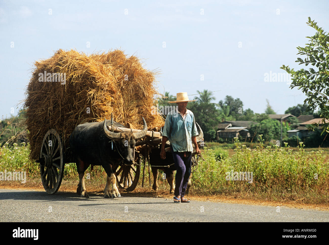 Buffalo pulling cart hi-res stock photography and images - Alamy