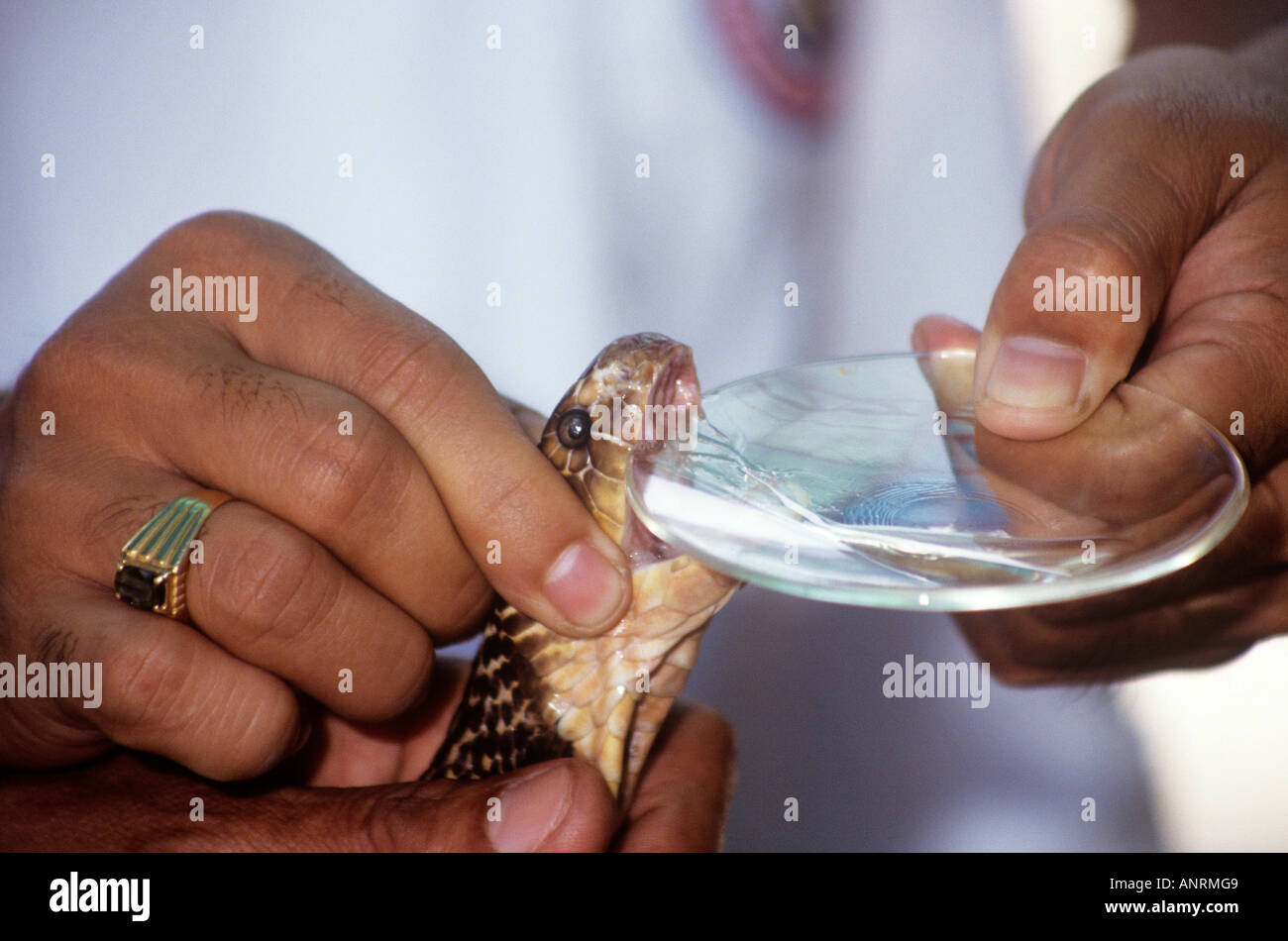 A couple of handlers in the tricky process of extracting the venom from ...