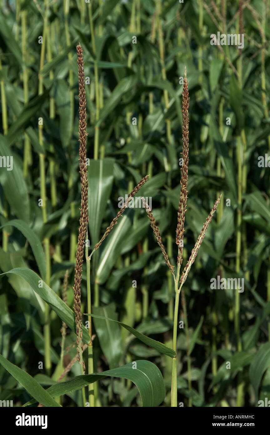 Maize, corn, on, the, cob, field, biomass, non, food, crops, crop, farm ...