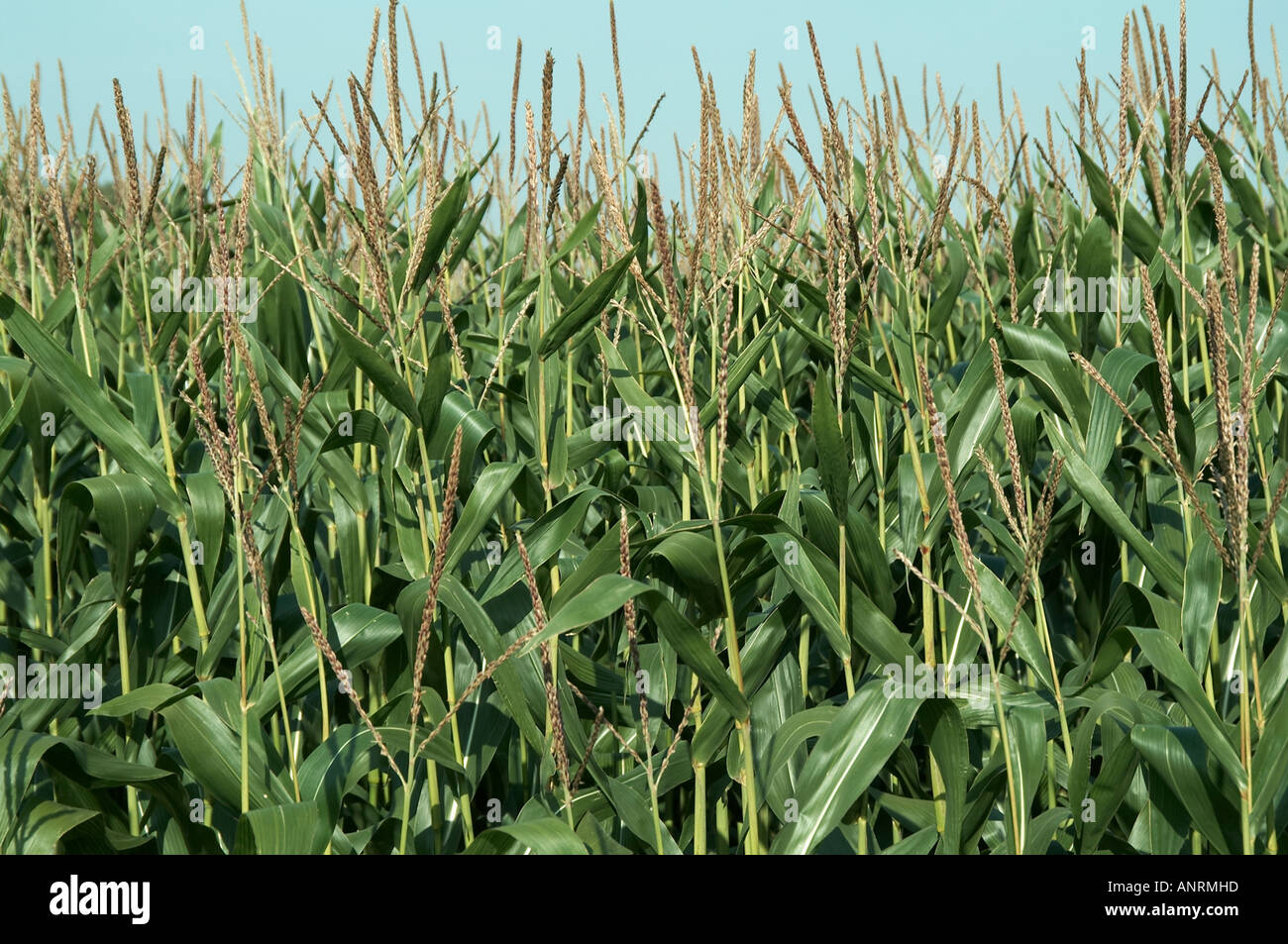 Maize, corn, on, the, cob, field, biomass, non, food, crops, crop, farm ...