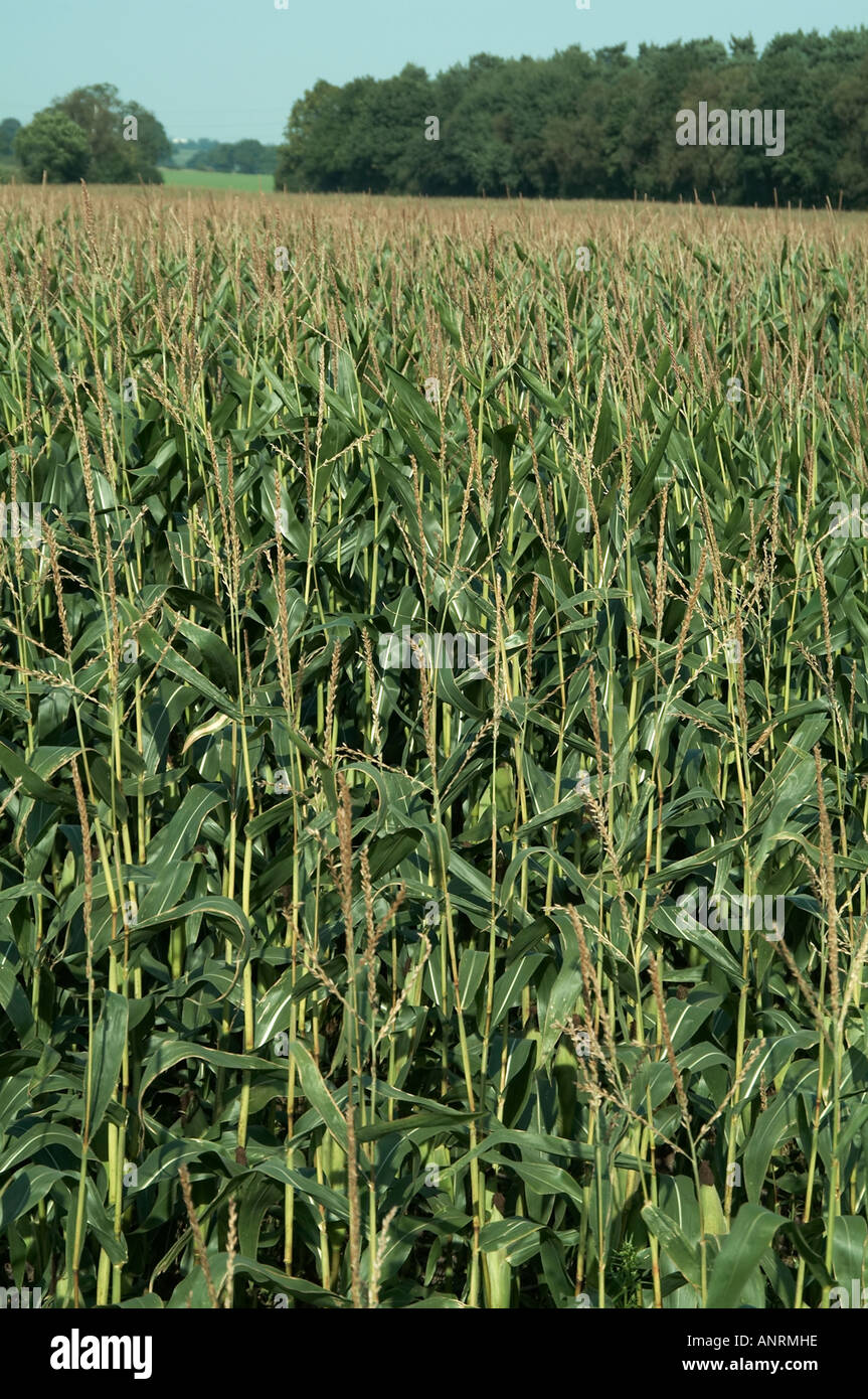 Non food crops bio hi-res stock photography and images - Alamy